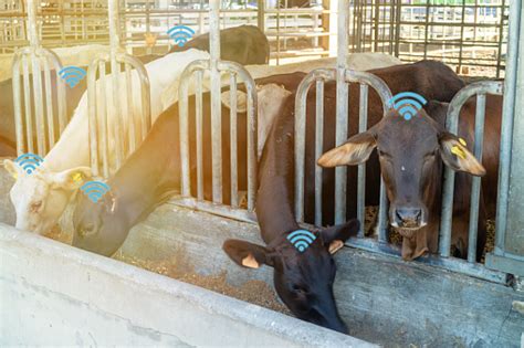 버블 채팅 데이터 나 Wifi 미래 기술에 의해 스마트 농업 가축 수확량 효율성 및 농장에 수익성 개선에 인공 지능을 가진 암소 농장 검색 농부에 대한 스톡 사진 및 기타