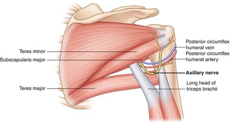 Axillary Nerve Axillary Nerve Keyword Search Science Photo Library