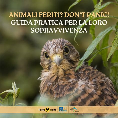 Parco Lombardo Parco Lombardo Della Valle Del Ticino