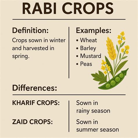 Rabi Crops Examples Definition And Kharif Crops And Zaid Crops