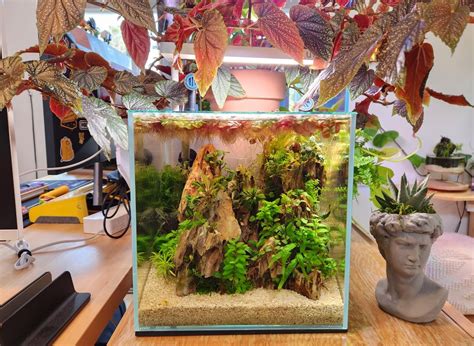 My Mini Mountains Aquascape Raquascape