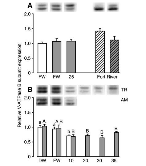H Atpase B Subunit Expression Determined By Immunoblotting In