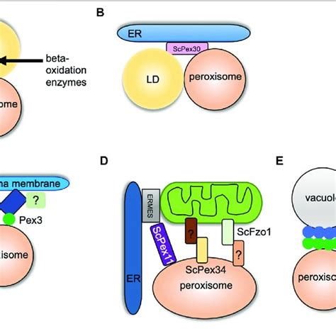 Peroxisome Contact Sites In Yeasts A And B Indicate