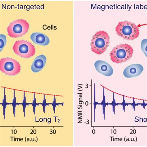 Principle Of Cellular Detection With μnmr Cancer Cells Tagged With