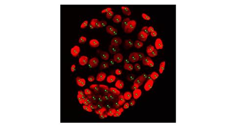 2 A Positive Control Embryo Showing The Counting Tick Marks Provided Download Scientific