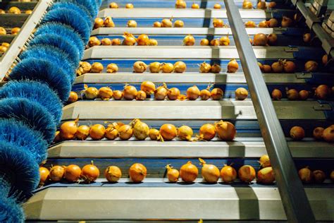 Gs Growers Advanced Optical Sorting Tong Engineering
