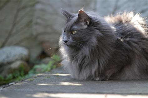 Meet The Warrior Of The Woods Gray Norwegian Forest Cat