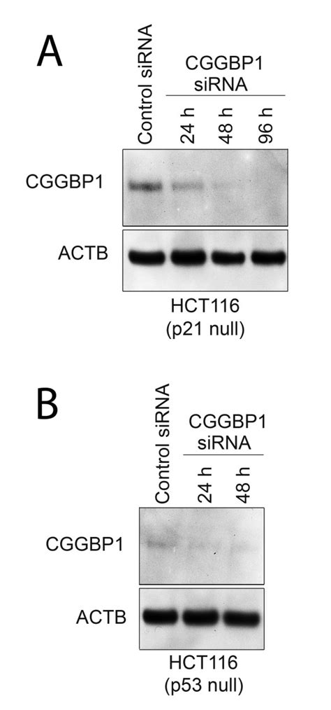 Cggbp1 Sirna Causes Cggbp1 Depletion In Hct116 Cells Cggbp1 Sirna Download Scientific Diagram