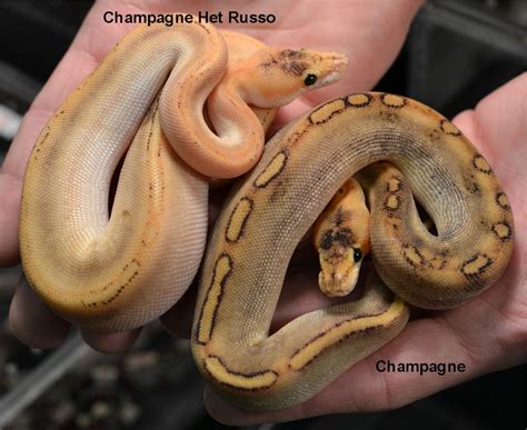 On This Page I Will Post Whats New And Exciting Here At Cutting Edge We Have Produced A Few