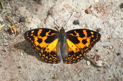 4i6a0485台灣燦蛺蝶雄蝶 Sephisa Daimio Beautiful Butterfly Pictures Beautiful Butterfly Photography