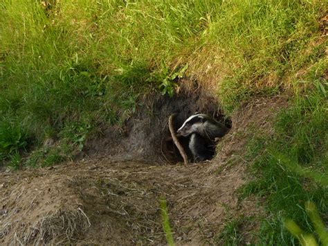 Werkgroep Dassen Hoogeveen