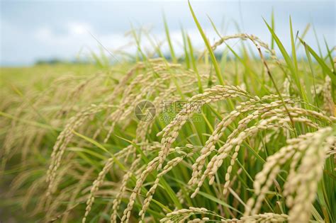 一片稻谷特写高清图片下载 正版图片601267618 摄图网