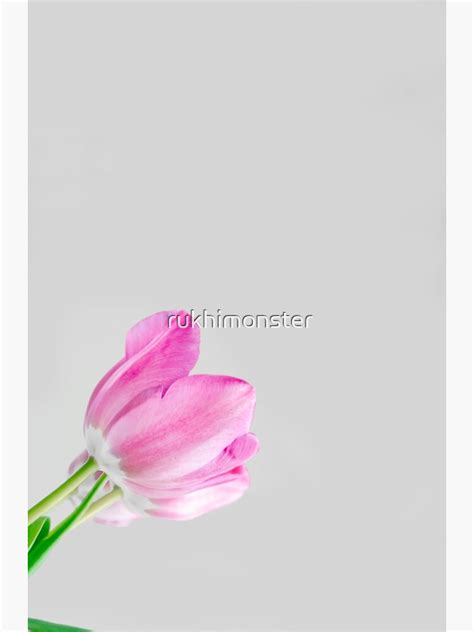 Too Little Tulip Poster For Sale By Rukhimonster Redbubble