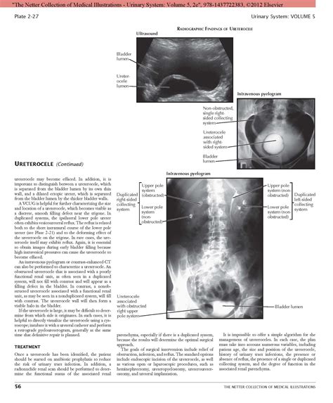Mua The Netter Collection Of Medical Illustrations Urinary System The