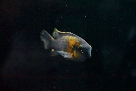 Tropheops Red Cheek Cichlid Pseudotropheus Tropheops The Waterfront Slc
