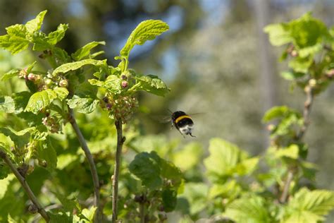 Free Gadfly Stock Photo FreeImages Com