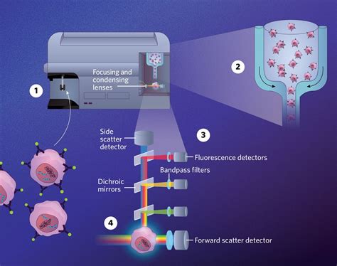 How Flow Cytometry Revolutionized Cell Biology Research The Scientist