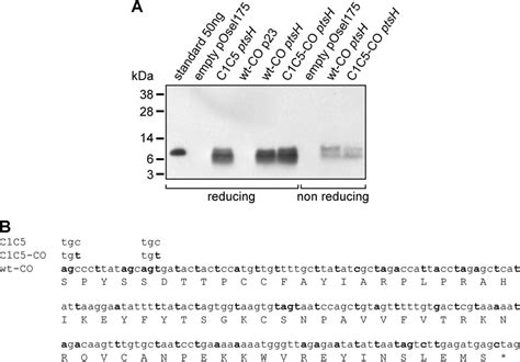 Expression And Codon Optimization Of Wt And C1c5 Rantes As Secreted
