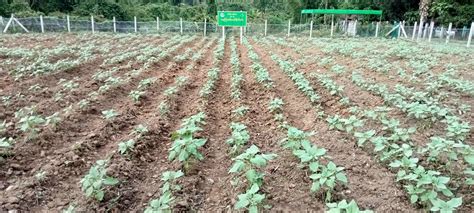 ကျိုင်းလပ်မြို့တွင် ရေဆင်း ၁ စပ်မျိုးနေကြာများကို စမ်းသပ်ကွက်ဖြင့် စတင