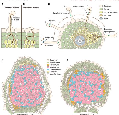 Figure 1 From Cellular Basis Of Legumerhizobium Symbiosis Semantic