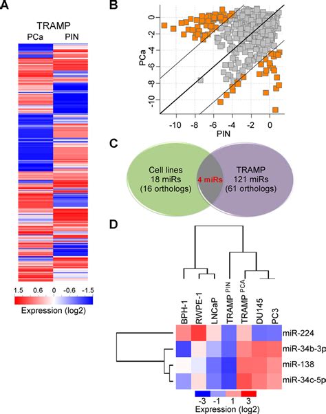 Mirna Expression In Tramp Derived Tissues A Global Mirna Profiling Of Download Scientific