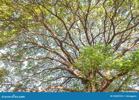 Branch Tree Pattern Stock Image Image Of Asia Branches 54202553