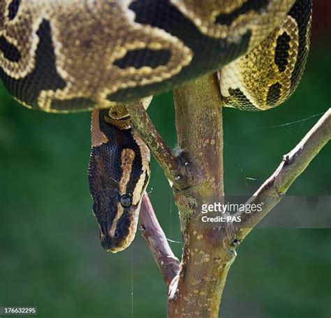 Are Ball Pythons Dangerous Photos And Premium High Res Pictures Getty