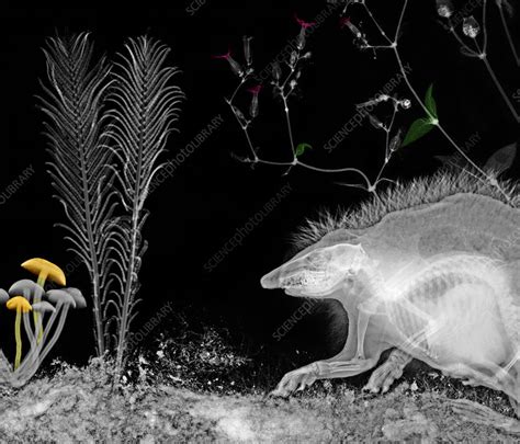 Hedgehog Xrays At Jennifer Vidal Blog