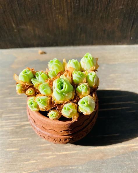 Sukulen Berbentuk Unik Bikin Koleksi Tanamanmu Menarik