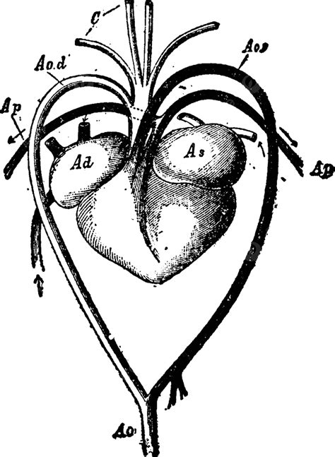 Vintage Illustration Of The Cardiovascular System Of A Turtle Including