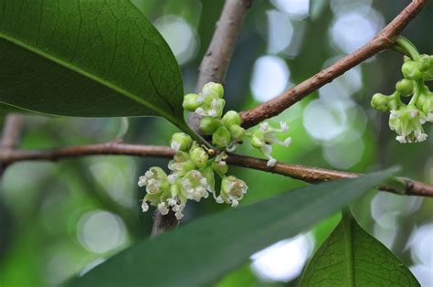 Streblus Indicus Picturethis