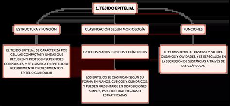 Tipos De Tejidos Humanos Y Sus Funciones Esenciales Algor Cards