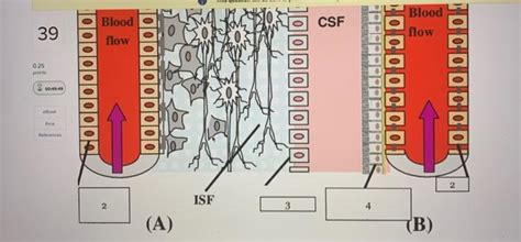 Solved 39 Identify The Processes Labelled A And B Identify