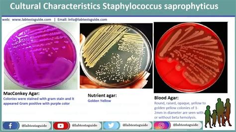 Staphylococcus Saprophyticus Colony Morphology