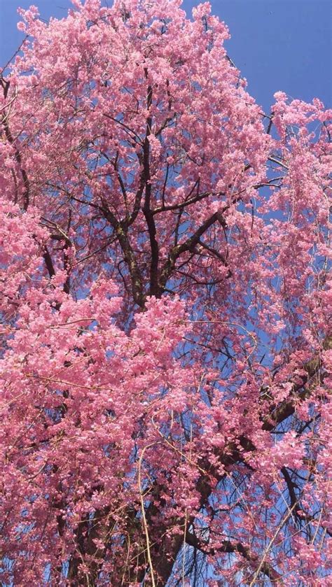 Three Sakura Artofit