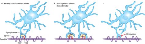 Increased Synapse Engulfment By Imgs In A Schizophrenia Download Scientific Diagram
