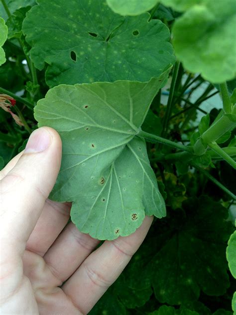 Organic Control Of Rust Eco Organic Garden