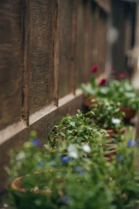 老舍：养花 知乎