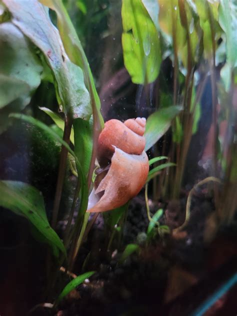 First Question Is This Shell Deformity Affecting His Quality Of Life