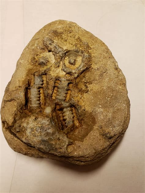 Are These Fossils R Whatsthisrock