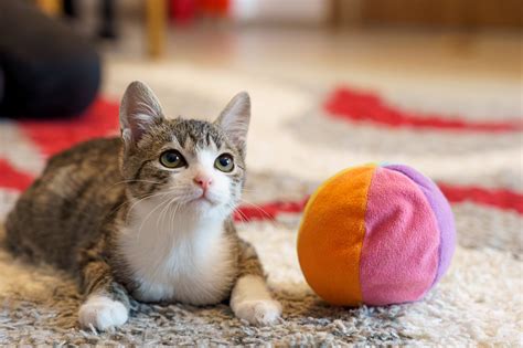 Icare ⚫ Bubu Adoptat în România 13042021 ⚫ Ro En⬇