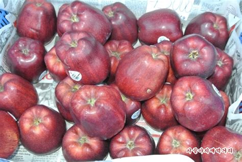 베트남 과일열대과일 네이버 블로그