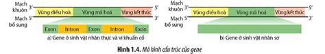 Một bạn học sinh cho rằng Tất cả các đoạn trình tự nucleotide trên phân tử DNA đều được gọi