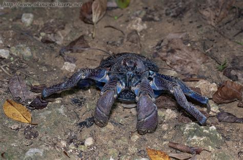 ヤシガニ Birgus Latro Coconut Crab おきなわカエル商会