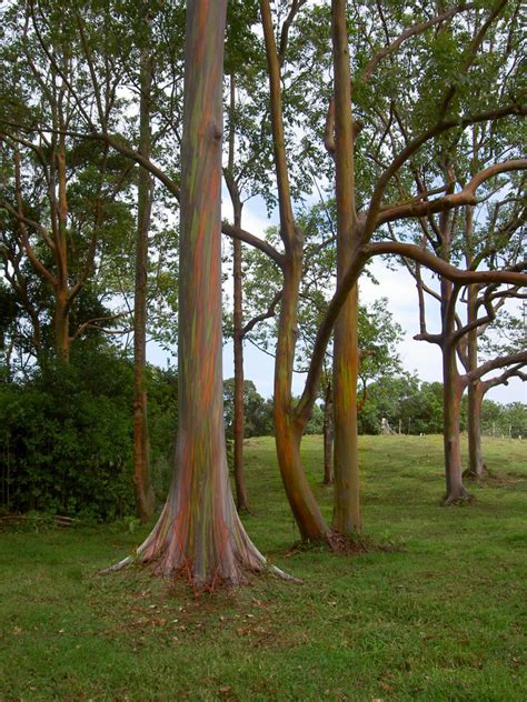 Eucalyptus Deglupta Ufifas Assessment University Of Florida