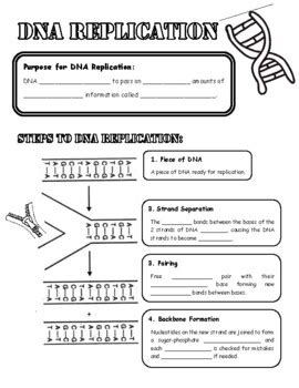 DNA Replication Guided Notes By Monica Cote Teachers Pay Teachers