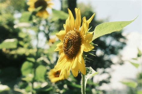空に向いて咲くひまわりの無料の写真素材 Id 4920｜フリー素材 ぱくたそ