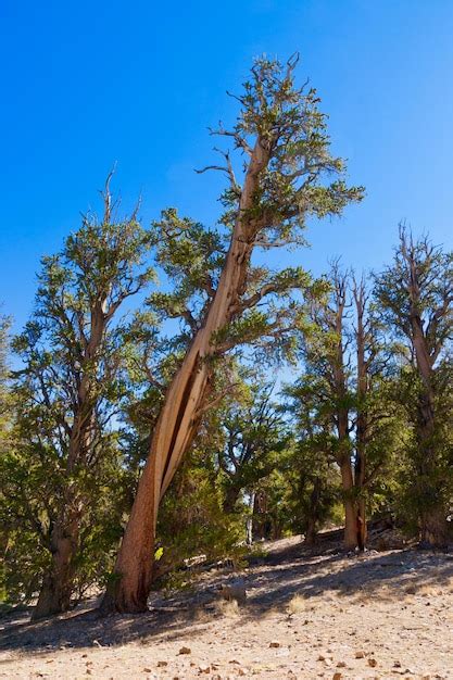 Page 3 Tamarisk Images Free Download On Freepik