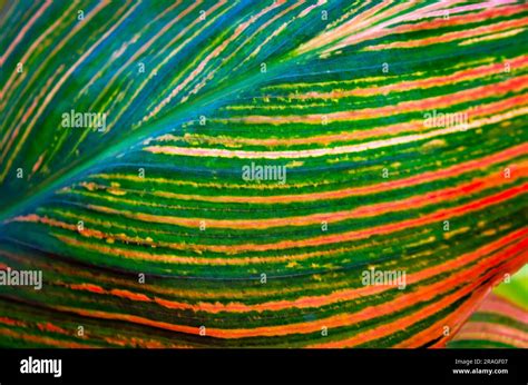 A Canna Lily Canna Leaf Is Pictured June 24 2023 In Moss Point