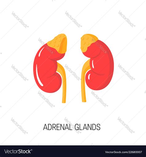 Diagram Adrenal Glands In Flat Style Royalty Free Vector